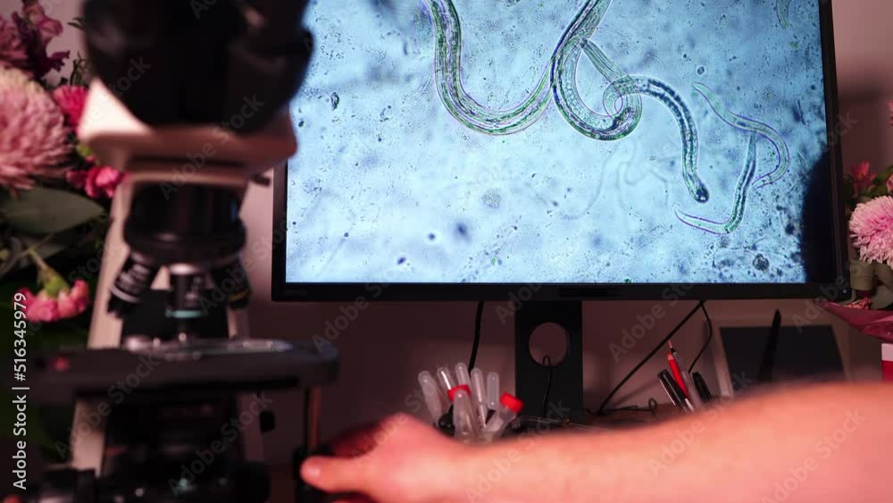 Scientist looking at a soil sample under the microscope. Studying a ...