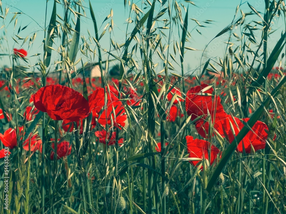 Red poppy flower (Papaver somniferum) commonly known as the opiu Stock ...