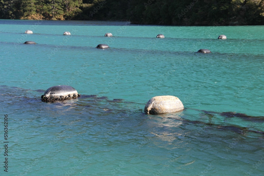 Lines of buoys in a mussel farm in New Zealand in light blue water ...
