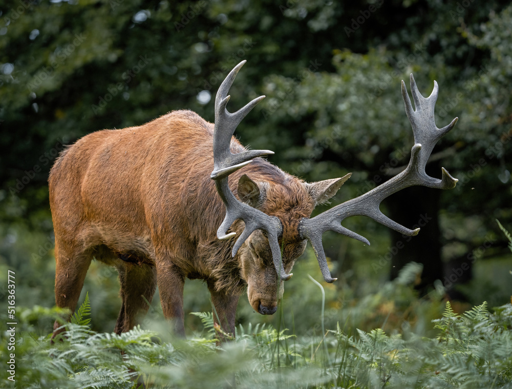 Here is a selection of my best wildlife photos of mammals taken of the ...