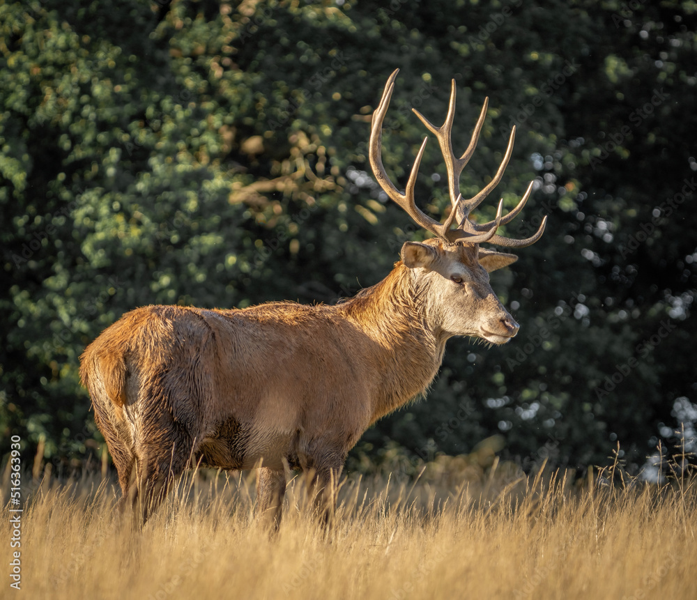 Here is a selection of my best wildlife photos of mammals taken of the ...