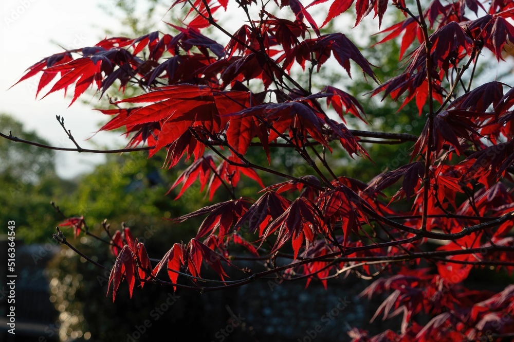 Acer palmatum leaves, also known as Japanese Maple. Stock Photo | Adobe ...