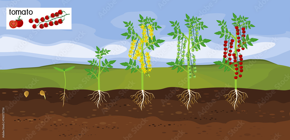 Landscape with Life cycle of tomato plant. Growth stages from seeding ...