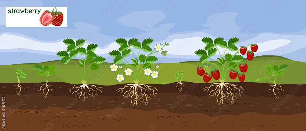Landscape with life cycle of strawberry plant. Growth stages from ...