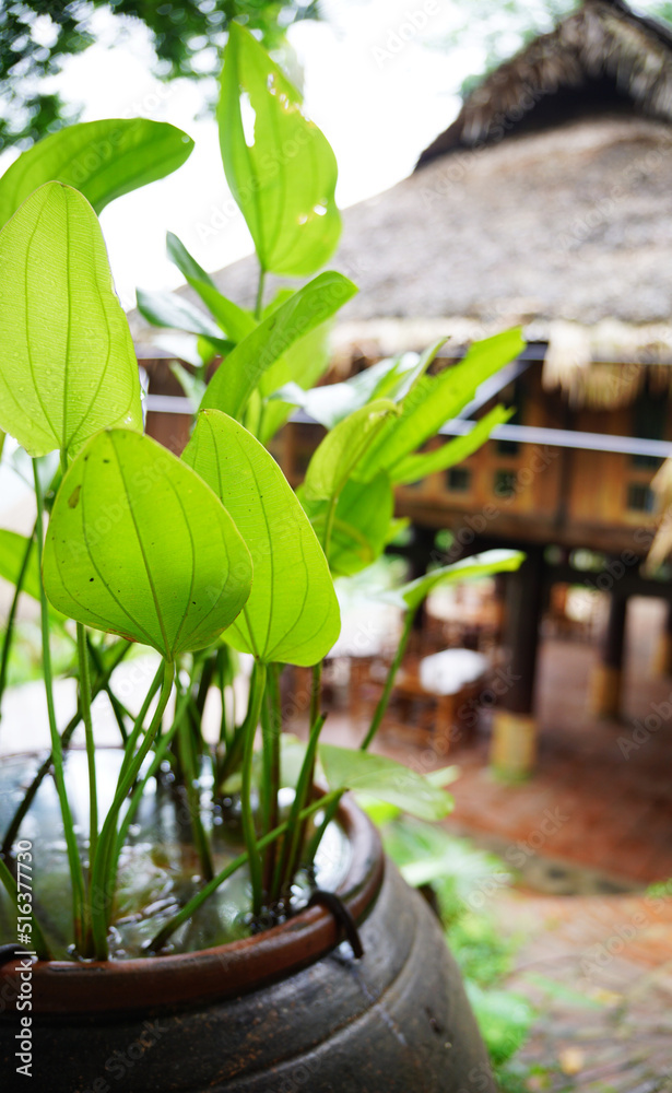 Echinodorus cordifolius known as spade-leaf sword growing in a clay ...
