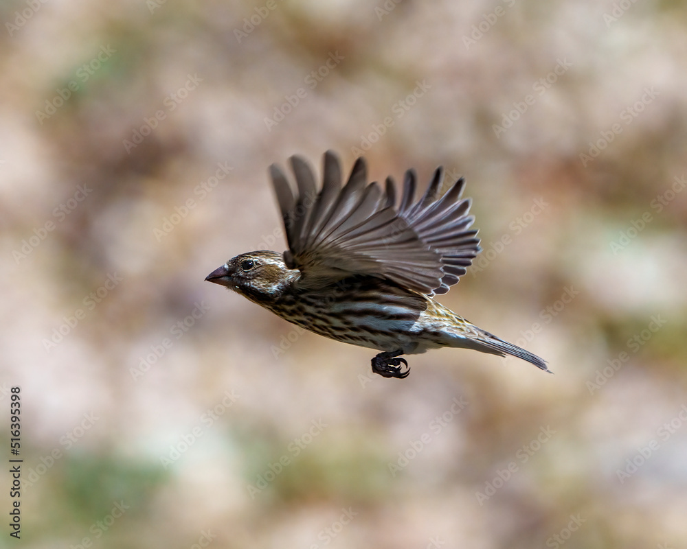 Purple Finch Photo and Image. Bird flight. Finch female flying with its ...