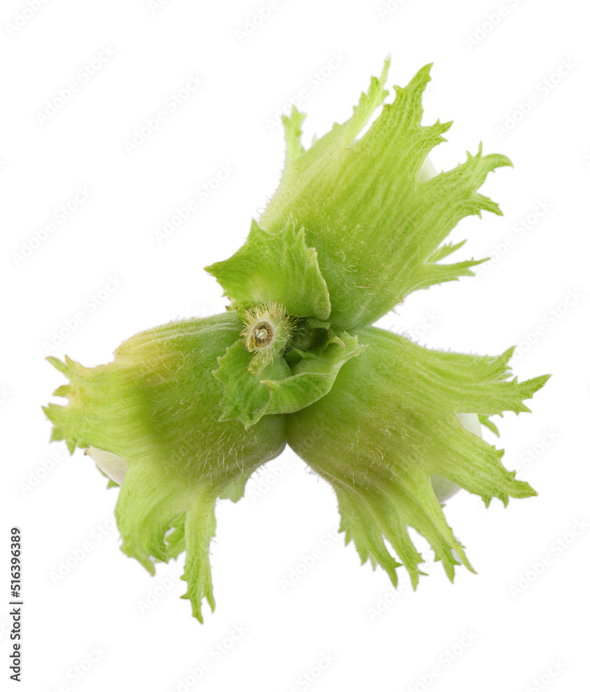 Green hazelnut nuts isolated on white background. Fresh green unripe ...