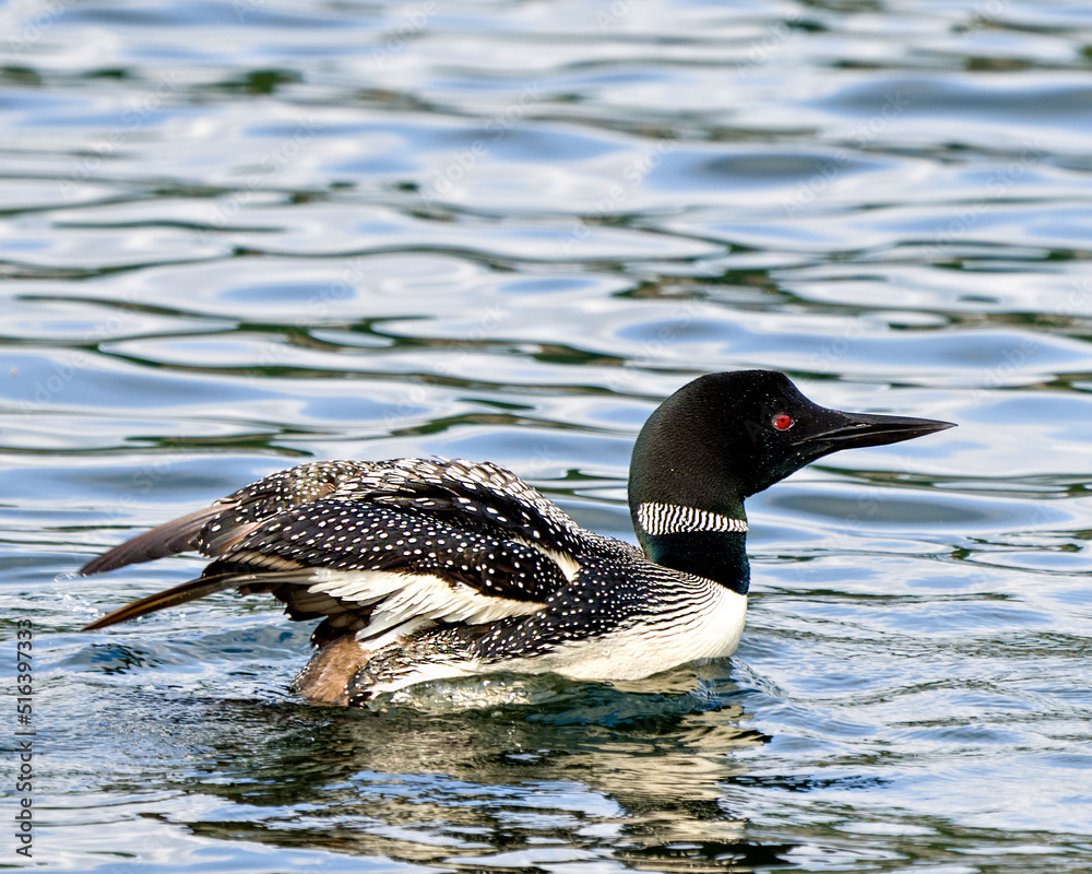 Common Loon Photo. Loon male in with a water with spread wings in its ...