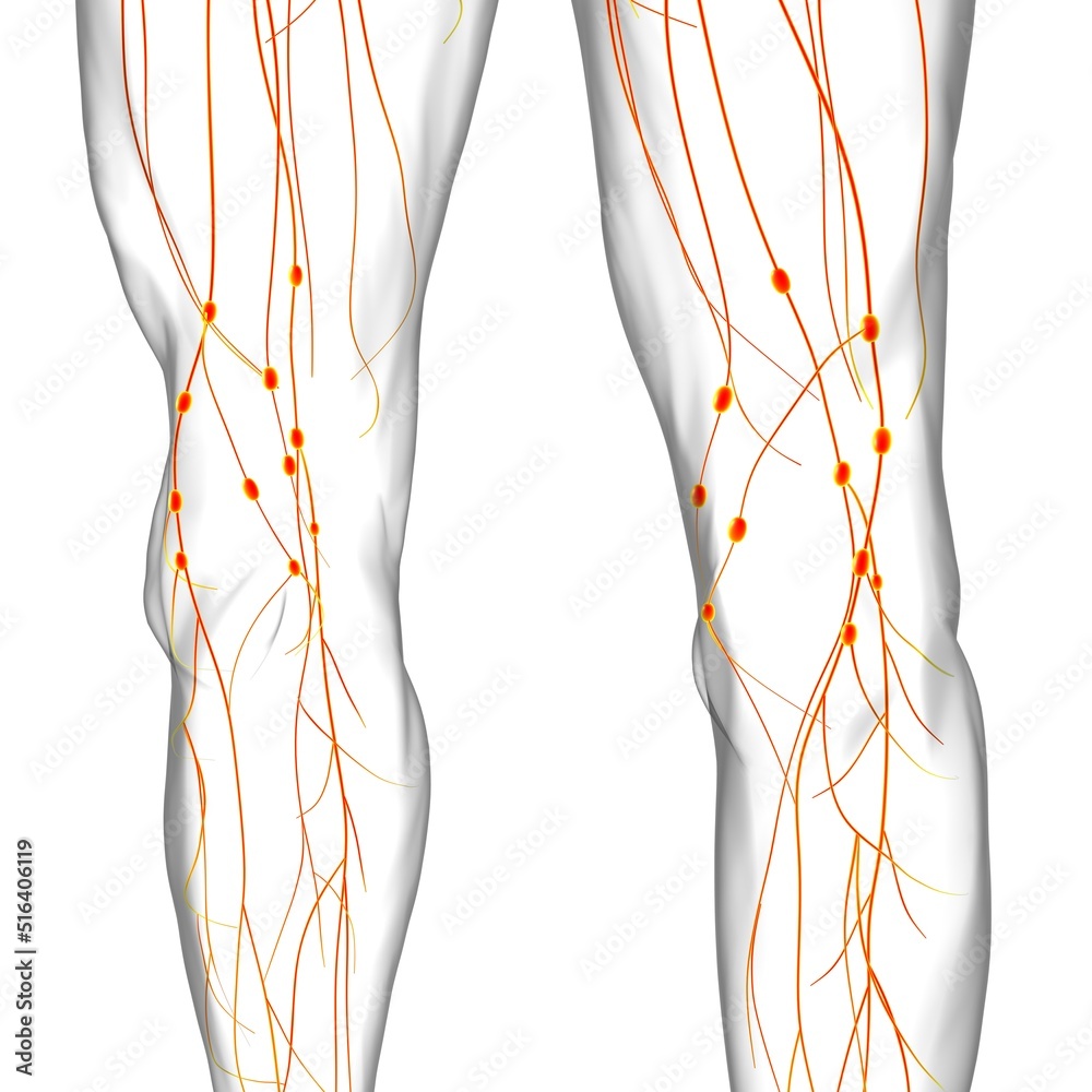 Human Lymph Nodes Anatomy For Medical Concept 3D Rendering Stock ...