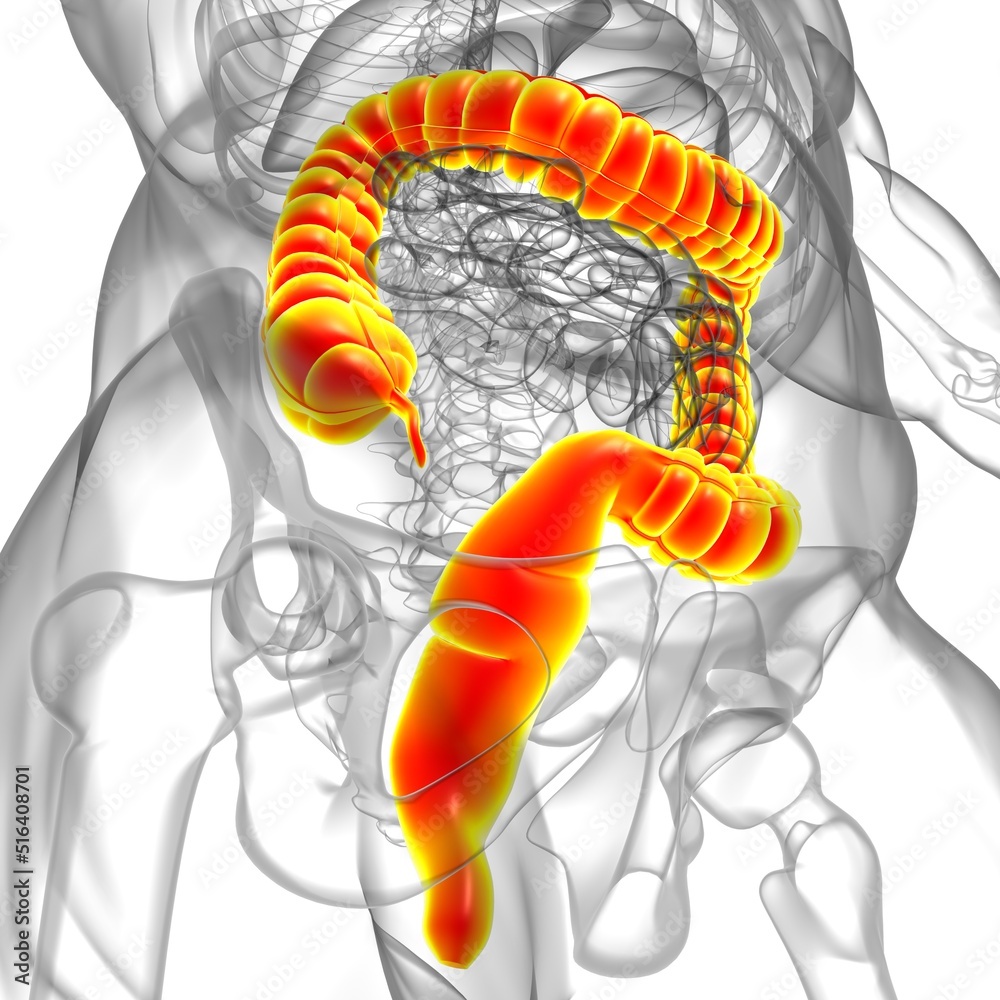 Large Intestine 3D Illustration Human Digestive System Anatomy Stock ...