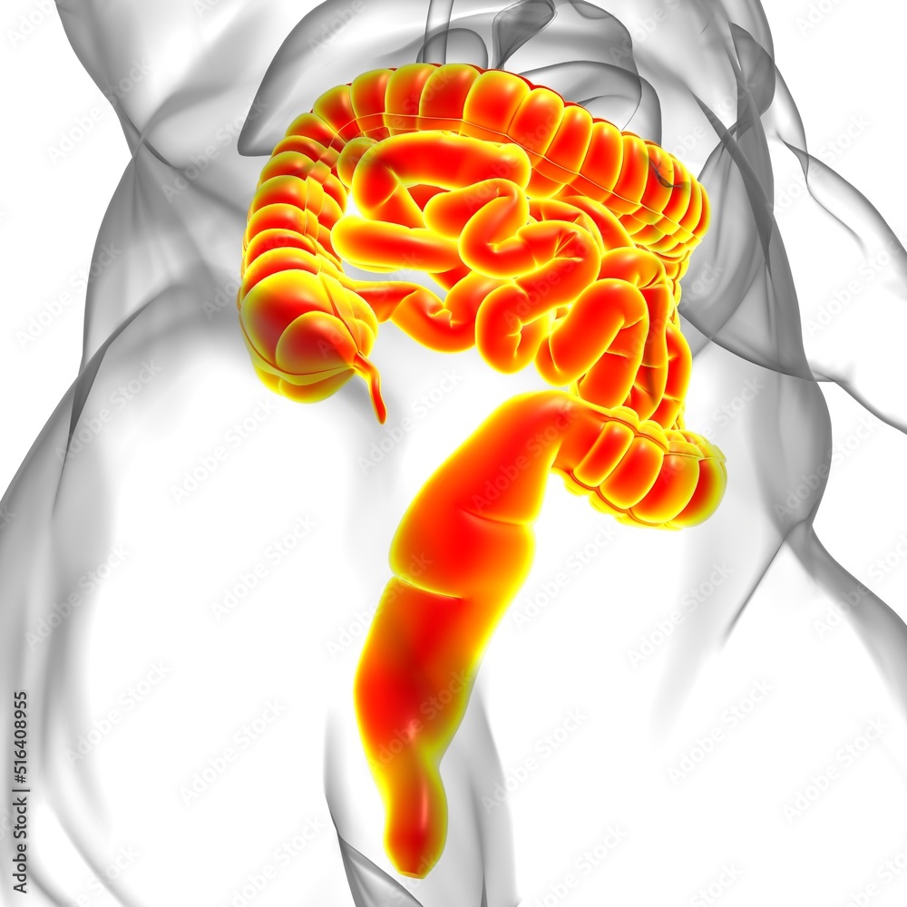 Small and Large Intestine 3D Illustration Human Digestive System ...