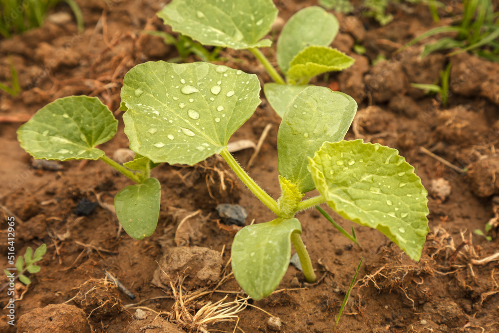 Sweet melon shoots sprouted in the ground after the rain Stock Photo ...