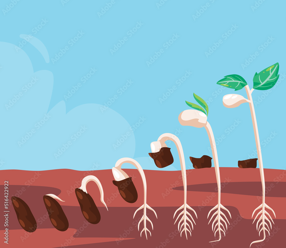 Germination process step growing from seed to sprout cartoon ...