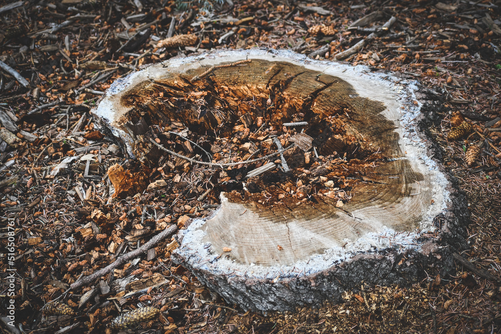 Silvicultura y deforestación, la parte del tronco de un árbol que fue ...
