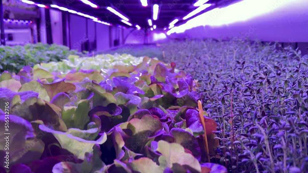 VERTICAL FARMING - Rising shot through glass of shelves of seedlings ...