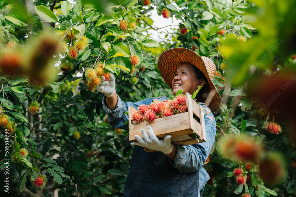 Asian farmer woman harvesting fresh rambutan in a wooden crate at the rambutan garden. Organic ...