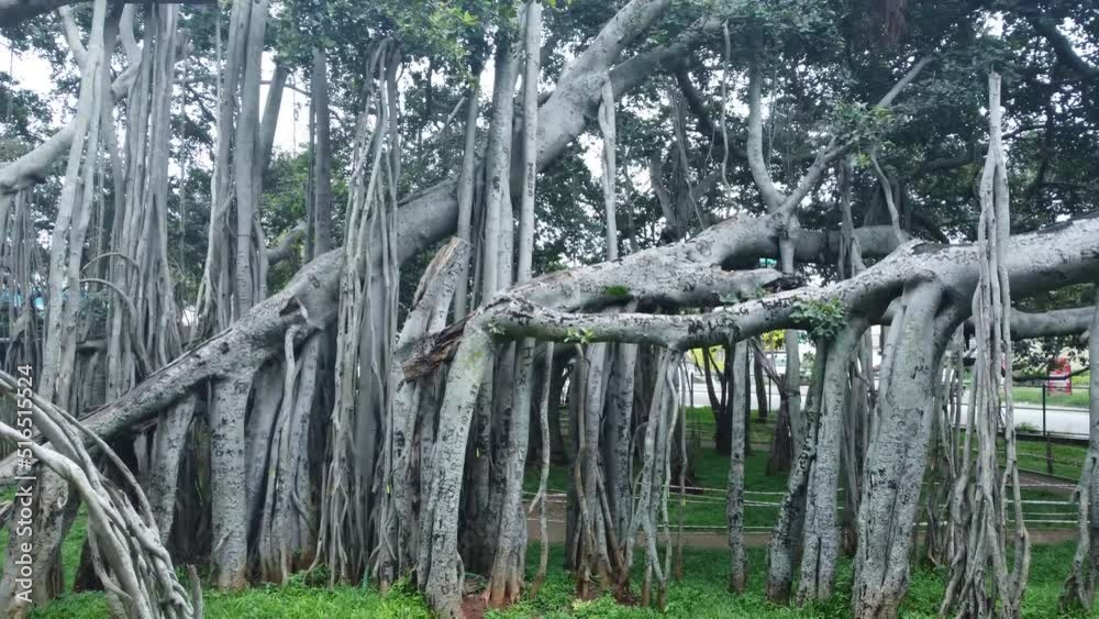Bangalore, India 12th July 2022: The big banyan tree Bangalore also ...