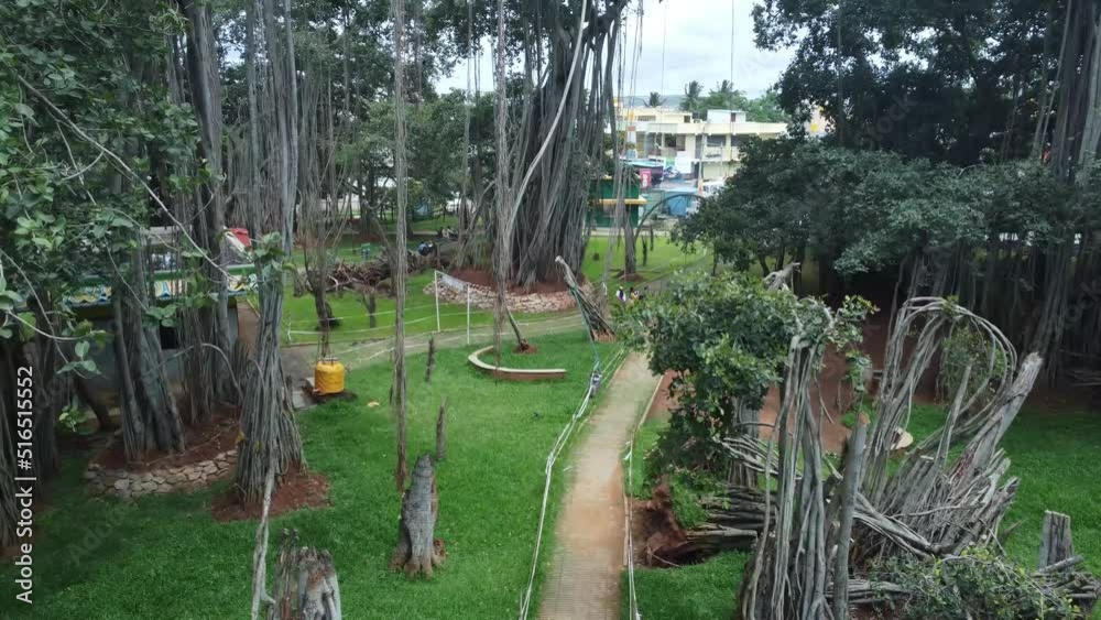 Bangalore, India 12th July 2022: The big banyan tree Bangalore also ...