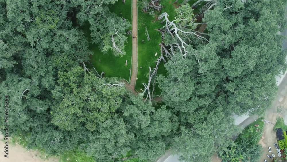 Bangalore, India 12th July 2022: The big banyan tree Bangalore also ...