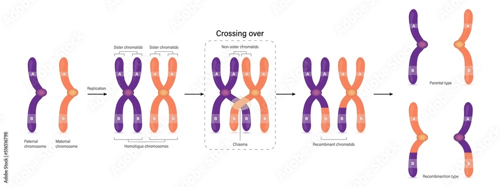 Non Homologous Chromosomes Vs Homologous Chromosomes