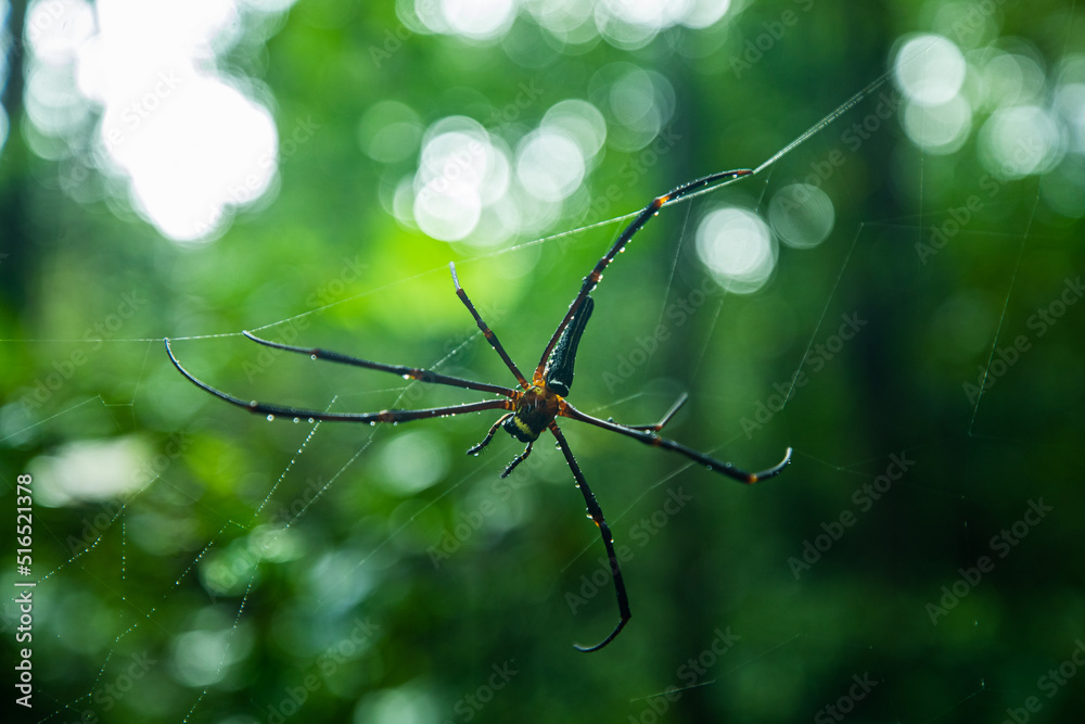 Indian Signature spider Project Noah is a tool that nature lovers can ...