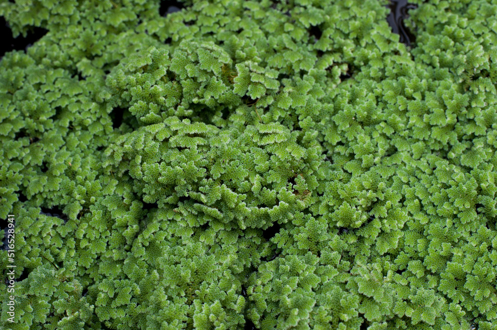 Green floating Azolla Pinnata (Azolla microphylla). Stock Photo | Adobe ...