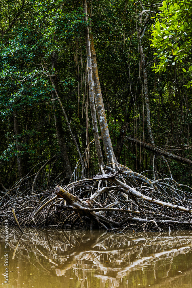 rainforest caroni swamps in trinidad and tobago Stock Photo | Adobe Stock