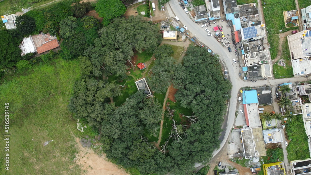 Bangalore, India 12th July 2022: The big banyan tree Bangalore also ...
