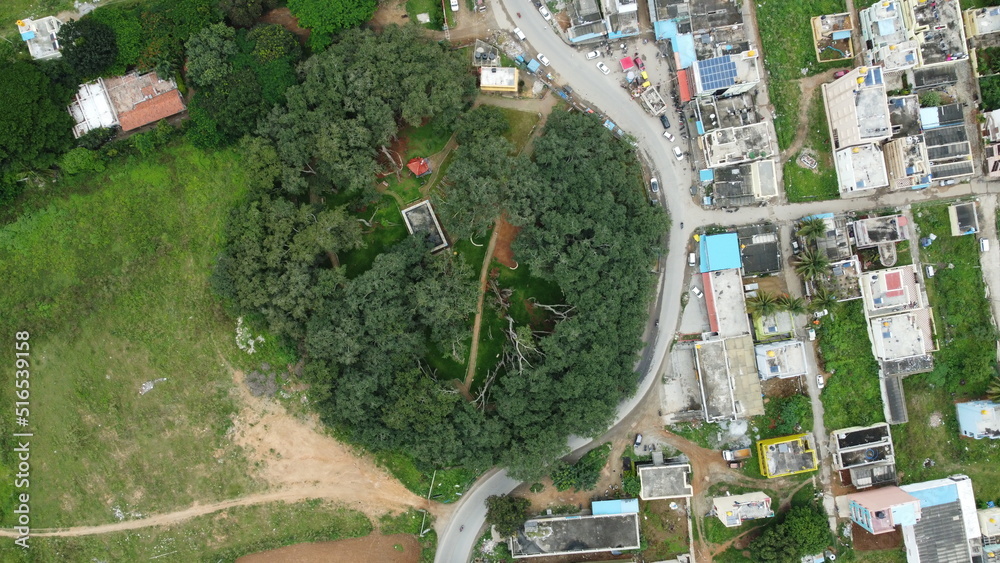 Foto de Bangalore, India 12th July 2022: The big banyan tree Bangalore ...