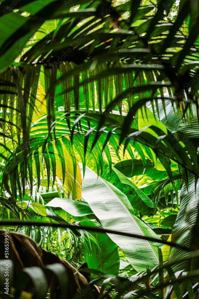 suriname jungle in amazon rainforest in south america Stock Photo ...