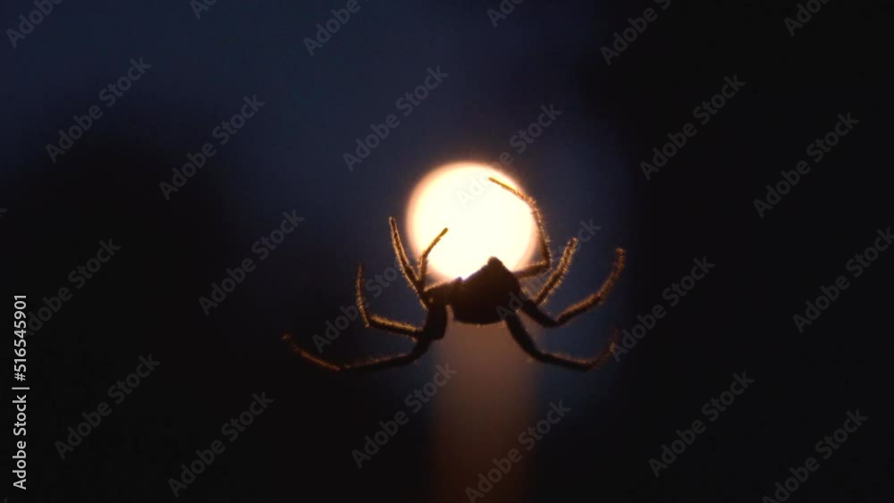 spider on the background of the moon,at night, a spider hunts for prey ...