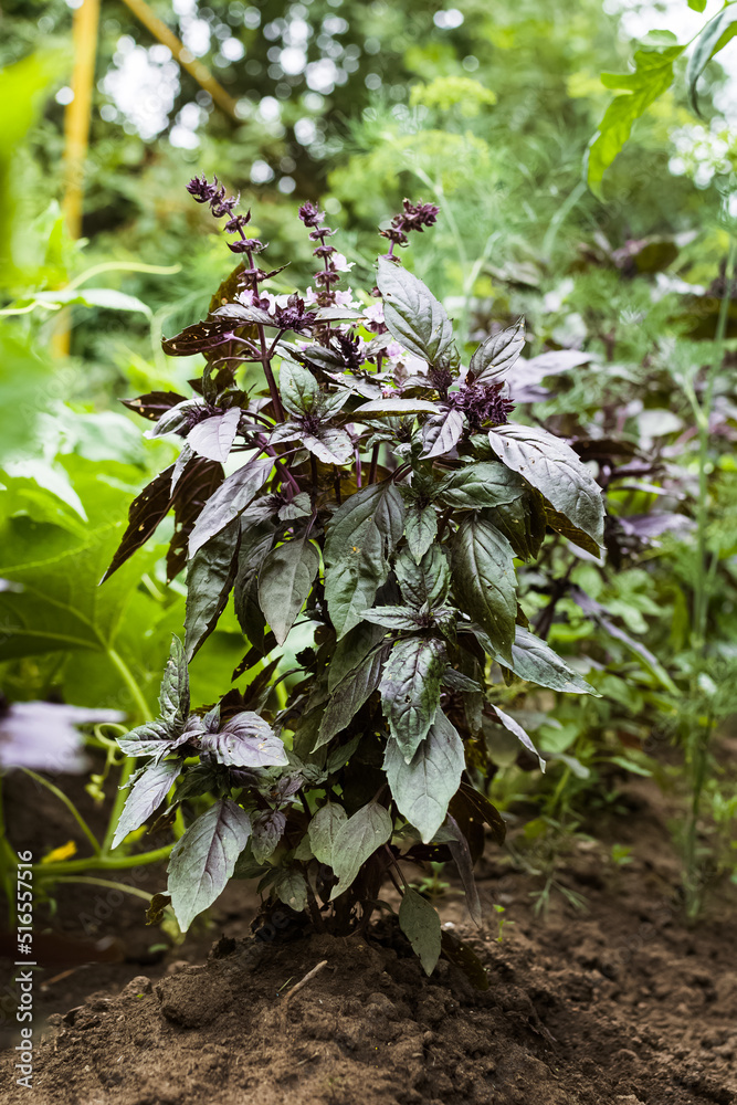 Basil on the garden bed. A young purple basil bush grows outside in the ...
