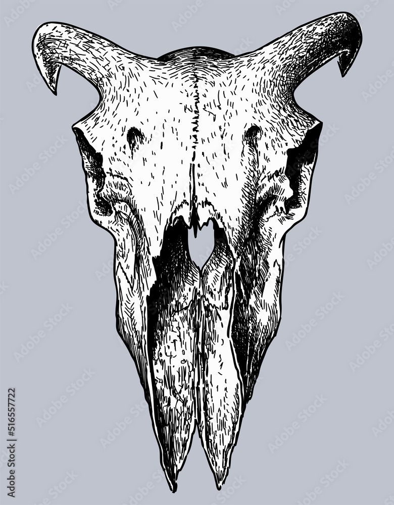 Hand drawing of ram skull Stock Vector | Adobe Stock