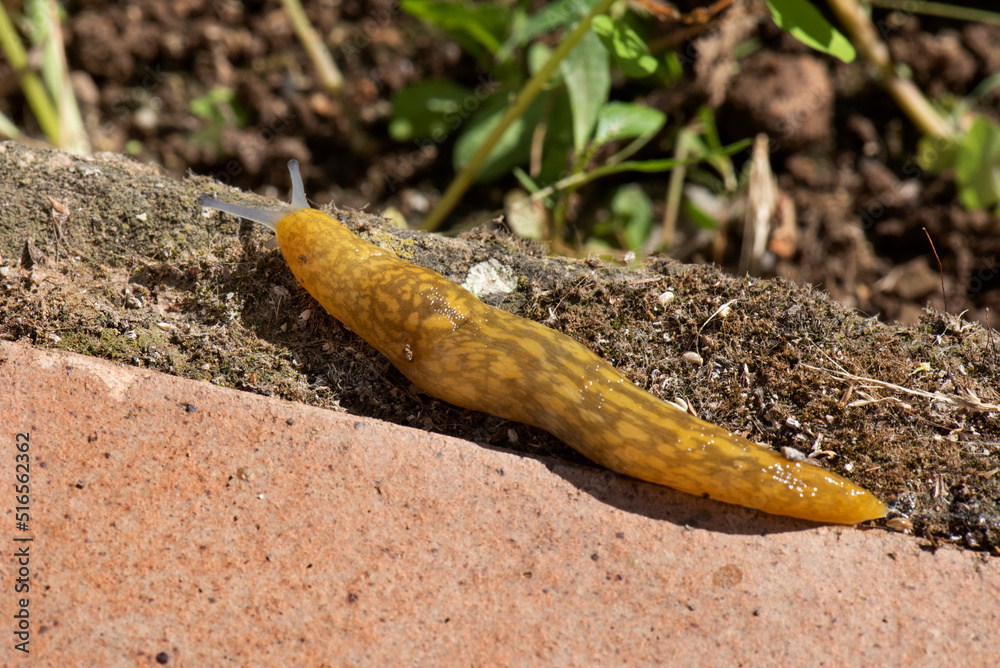 Babosa de cerca en el huerto, molusco gasterópodo que airea y alimenta ...