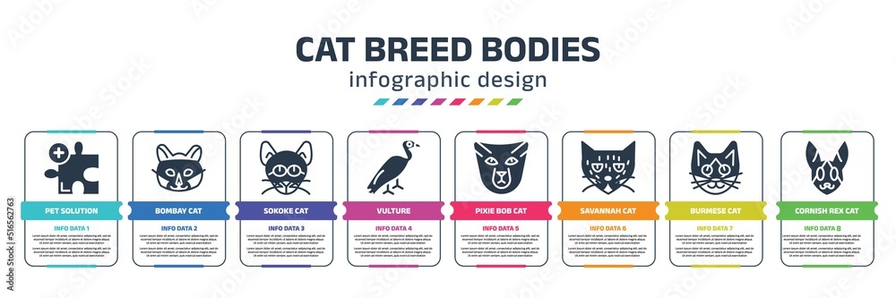 cat breed bodies infographic design template with pet solution, bombay ...