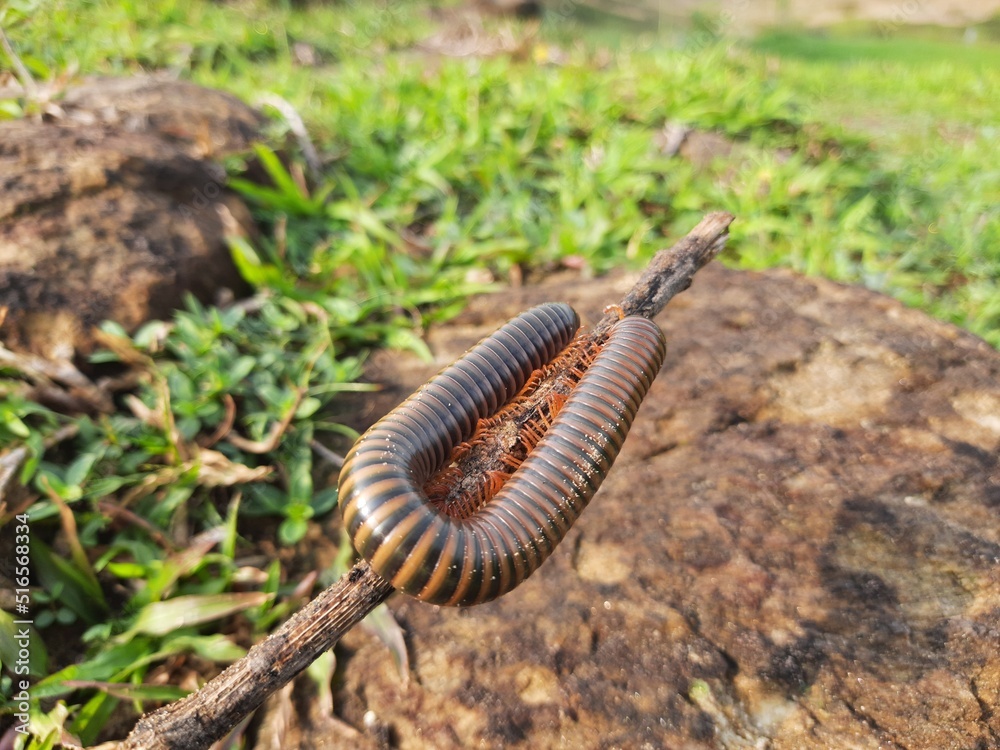 Millipede walking the field in rainy season. Red Millipedes. It is a ...