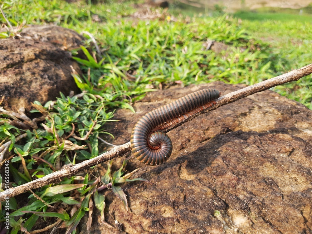 Millipede walking the field in rainy season. Red Millipedes. It is a ...