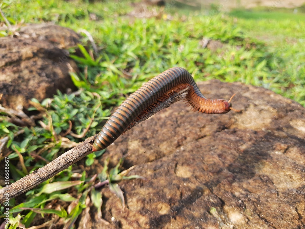 Millipede walking the field in rainy season. Red Millipedes. It is a ...