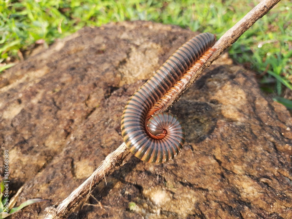 Millipede walking the field in rainy season. Red Millipedes. It is a ...