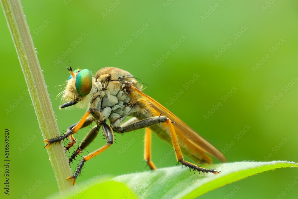 The Asilidae are a family of robber flies, also called killer flies ...