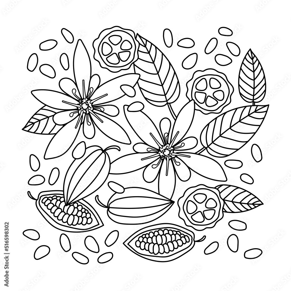 Coloring book page. Fruits, flowers of the chocolate tree. Vector hand ...