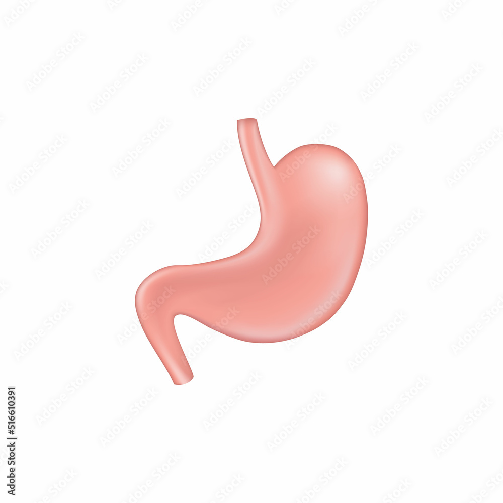realistic 3d stomach, human organ on white isolated background, medical ...