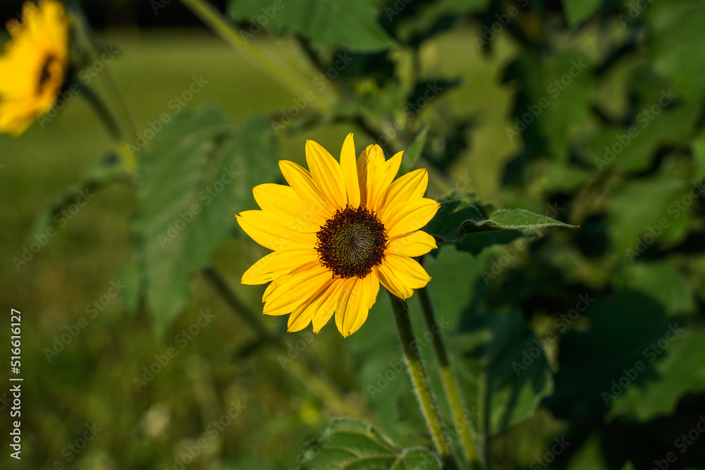 Small yellow sunflowers growing outdoors. Stock Photo | Adobe Stock