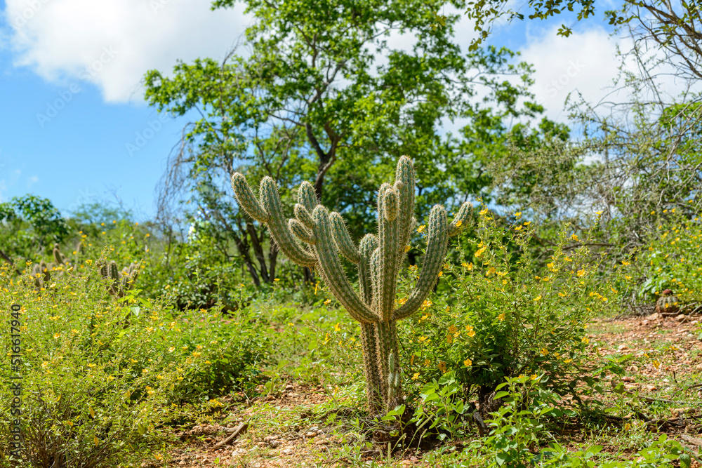 Foto de Brazilian caatinga biome in the rainy season. Cactus and ...