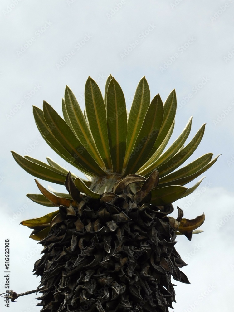 Frailejón Stock Photo | Adobe Stock