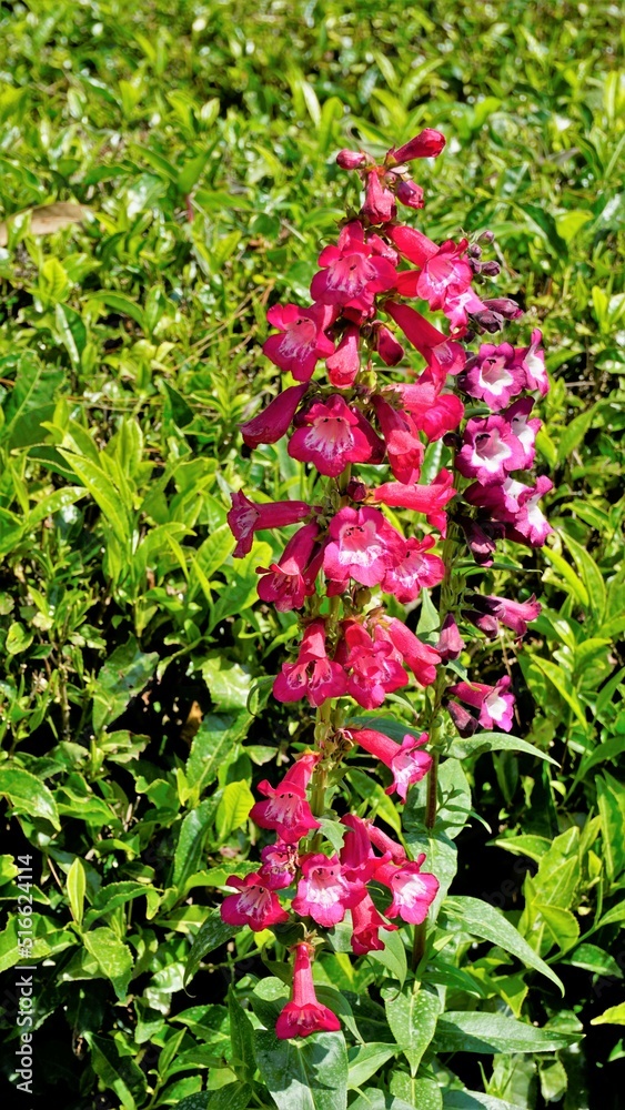Beautiful flowers of Penstemon artwegii also known as Hartwegs ...