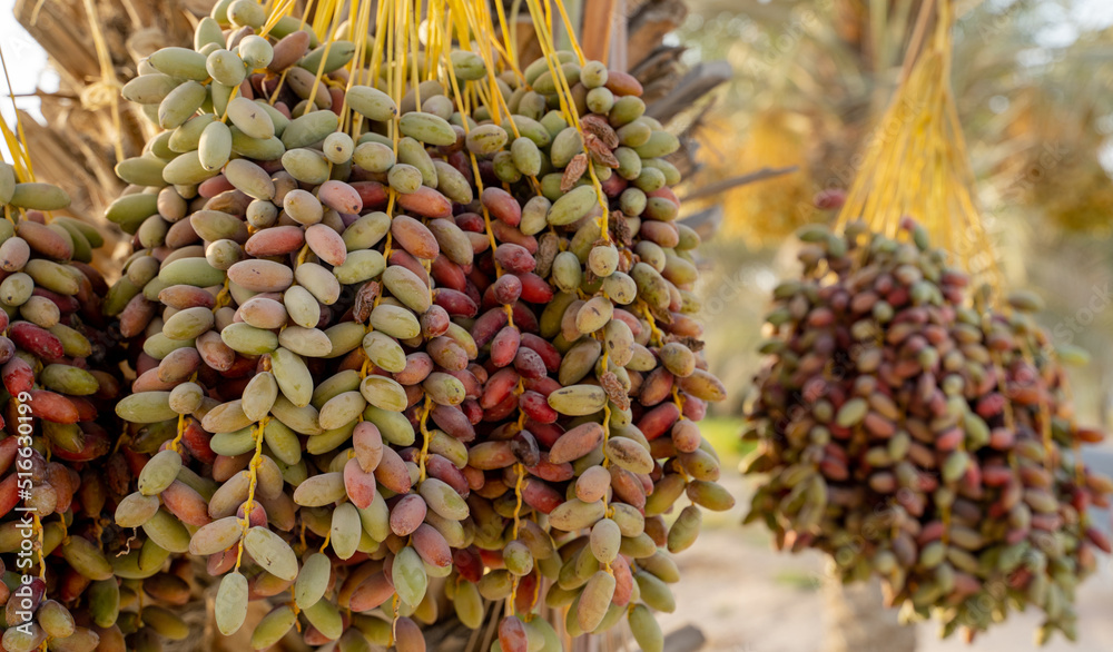 Date palm branches with ripe dates. Saudi arabian dates farm. Stock ...