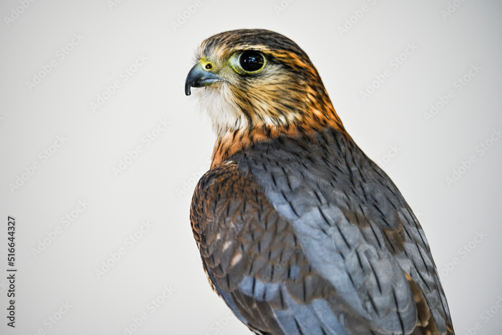 Falco columbarius or merlin is a species of falconiform bird in the ...