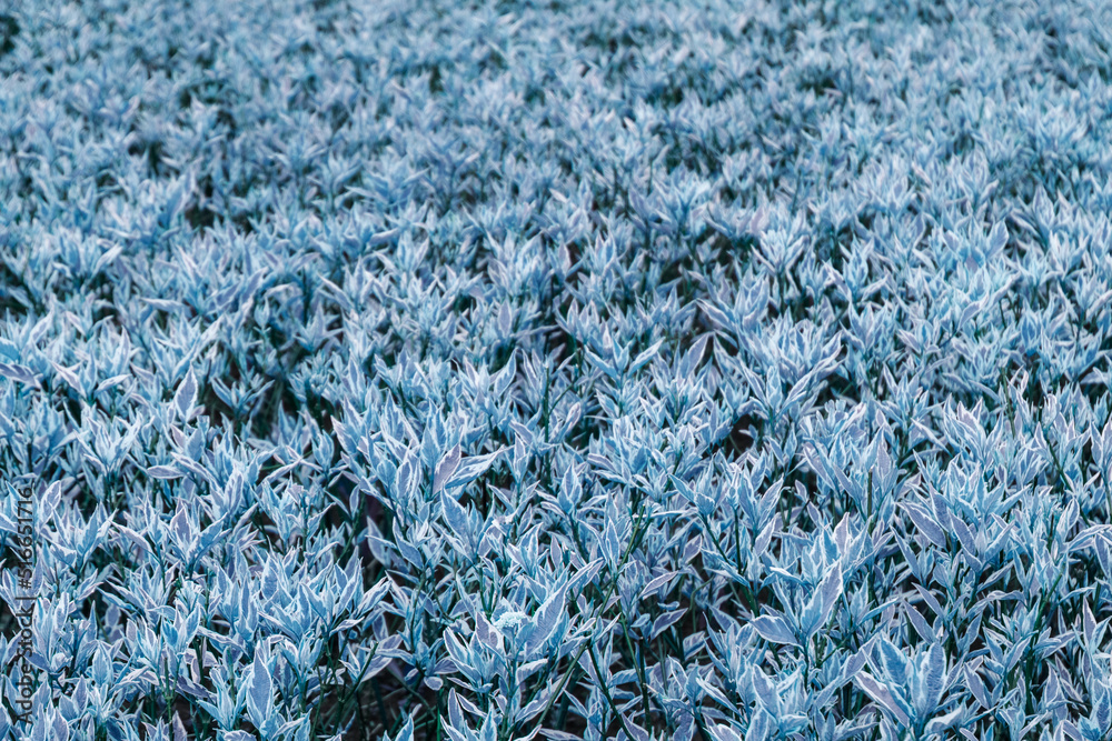 Young spring leaves, bushes botany pattern background in blue color ...