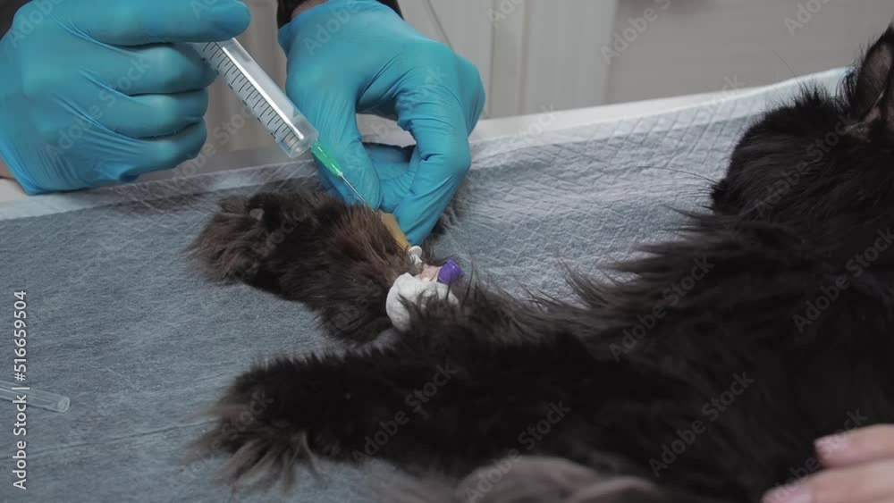Veterinary with syringe infuse intravenous medicine a peripheral ...